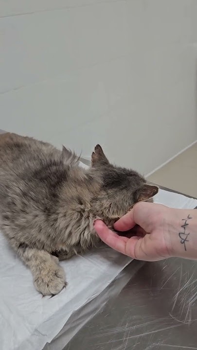 КОТУ СЕРОГРИВУ НУЖНО НЕМНОЖКО УДАЧИ #кот #cat #котик #котята #помощь # ...