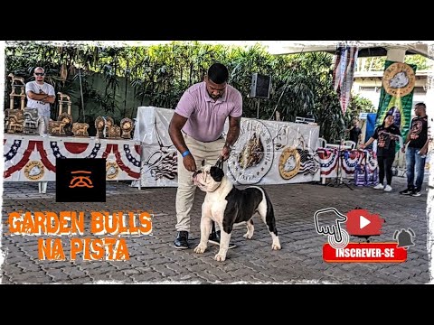 3⁰ Evento Nacional de Brazilian Pit Monster da Pitbull Club do Brasil ...