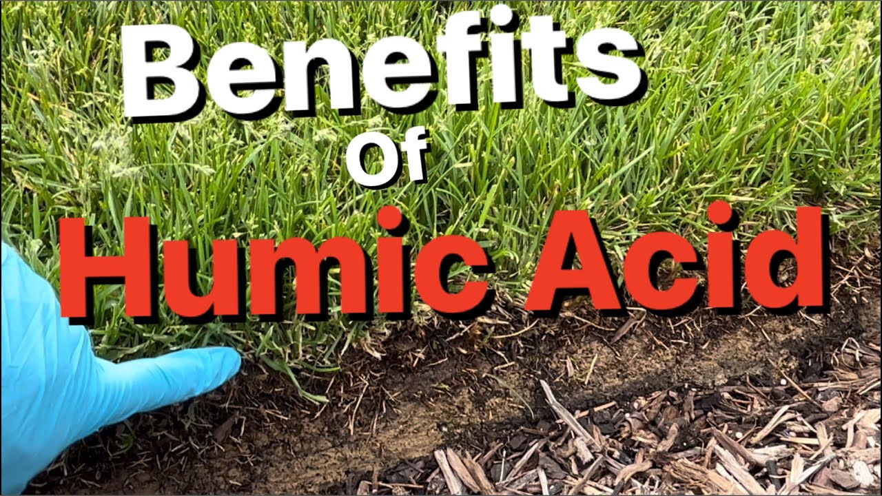Benefits of Humic Acid + Lawn Update - YouTube