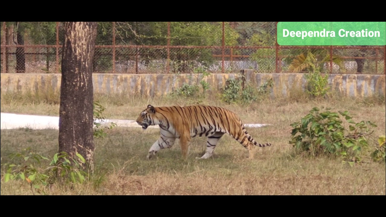 Wild Life Tiger 🐅 || Mukundpur Zoo Rewa|| Forest Video, Jugle, Natural ...