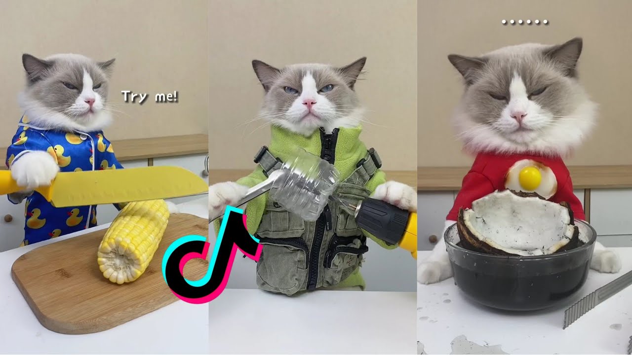 Cats make food 2023 "That Little Puff" Tiktok Compilation - YouTube