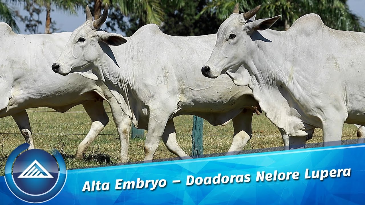 Alta Embryo – Doadoras Nelore Lupera - YouTube
