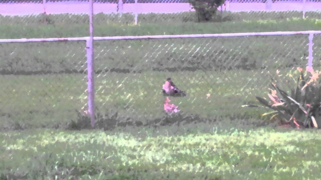 Rabbit attacking hawk - YouTube