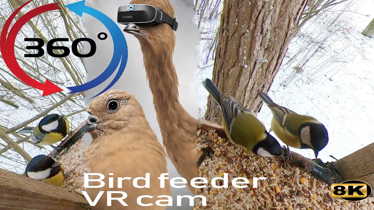 360 Video VR - 8k | View from the bird feeder - YouTube