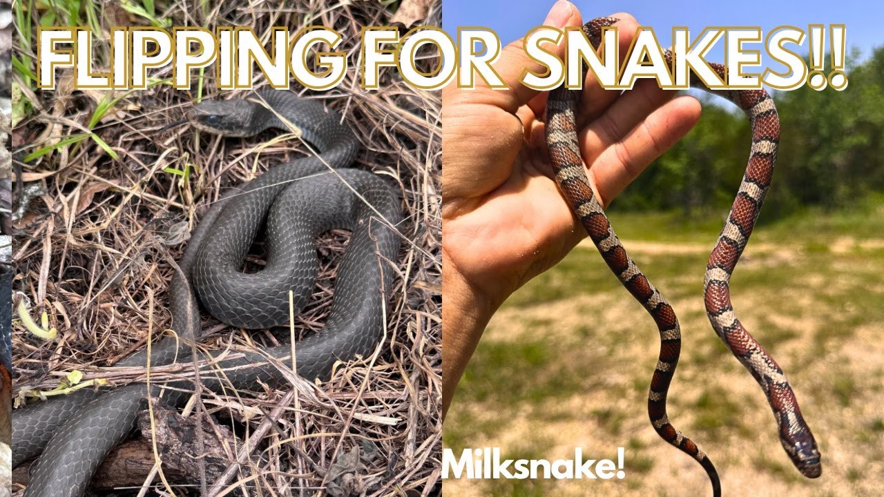 Tin and Rock flipping for snakes!!! Herping 2023! - YouTube