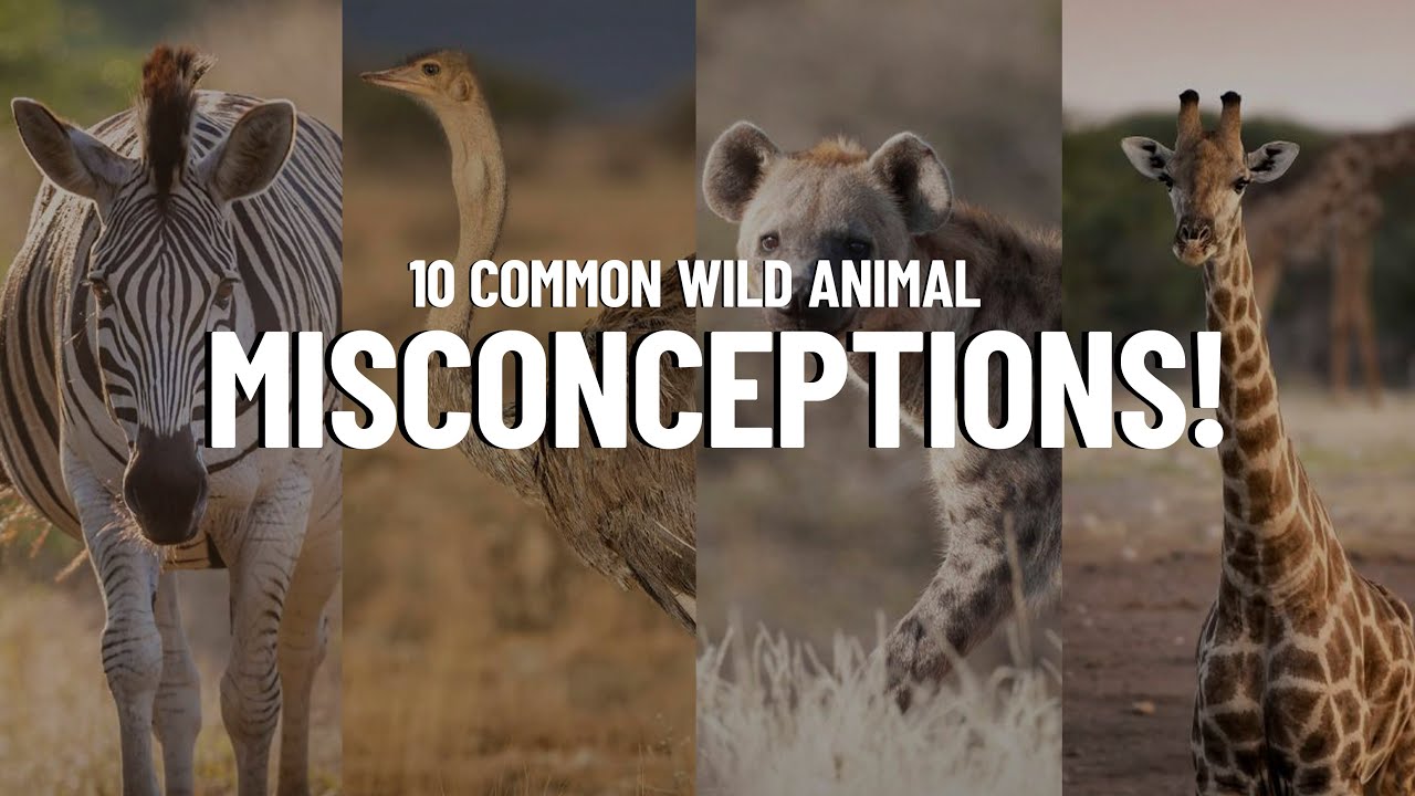 10 Misconceptions About Animals You Probably Think Are True! - YouTube