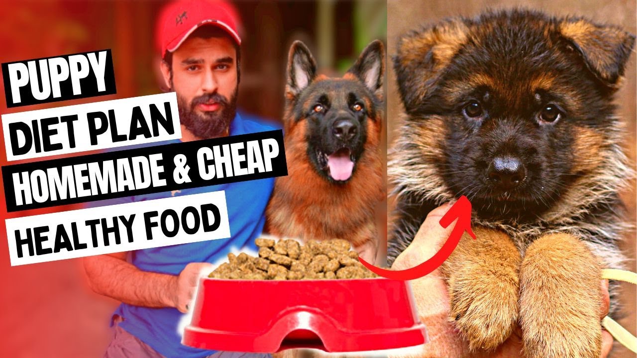 Puppy Ko Kya Diet Deni Hai? Puppy Cheap & Healthy Homemade Food - YouTube