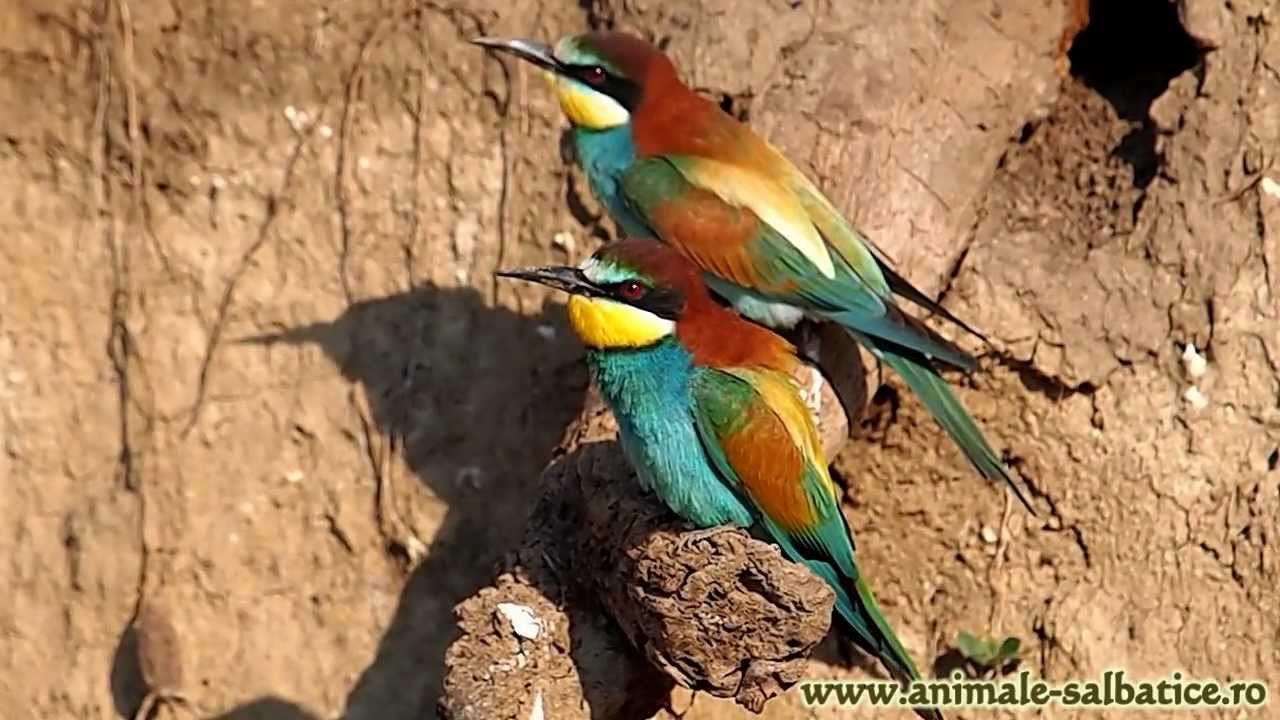 Prigoria / Bee Eater - YouTube