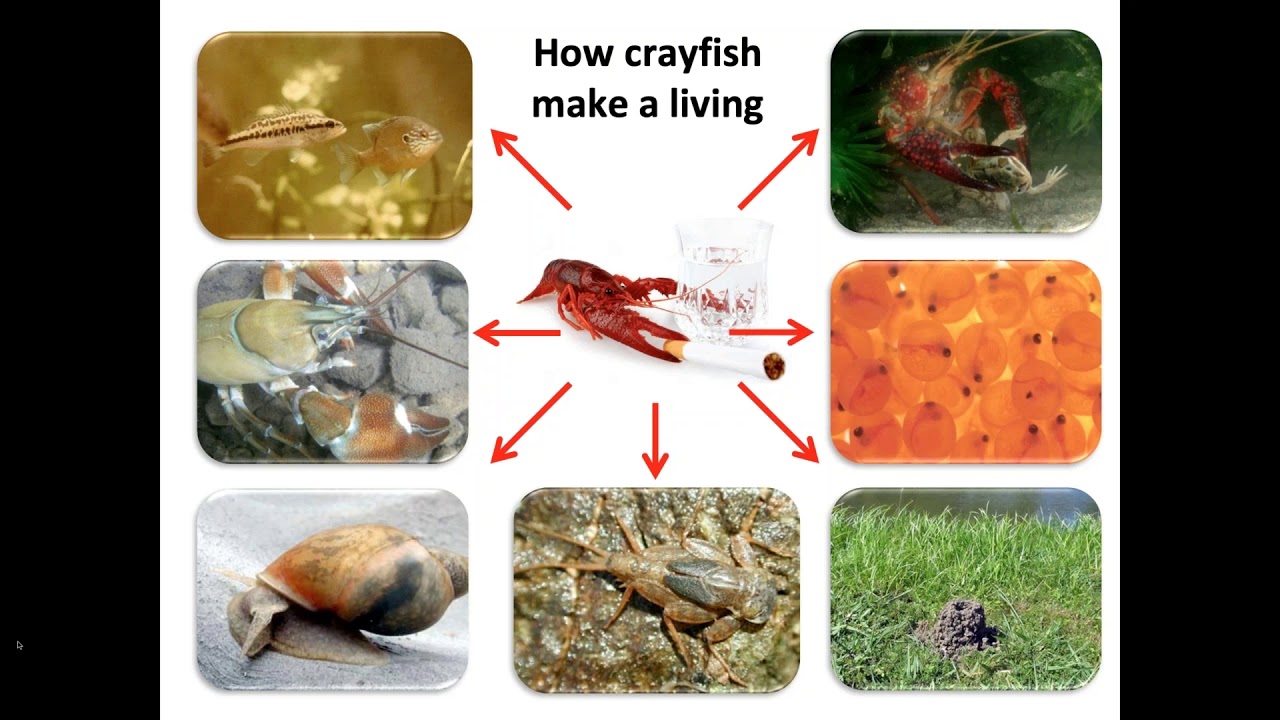 The Pacific Northwest as an emerging beachhead of crayfish invasions ...