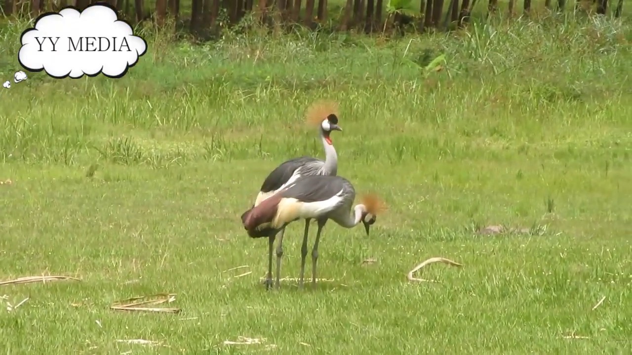Crested crane,Uganda's national symbol - YouTube