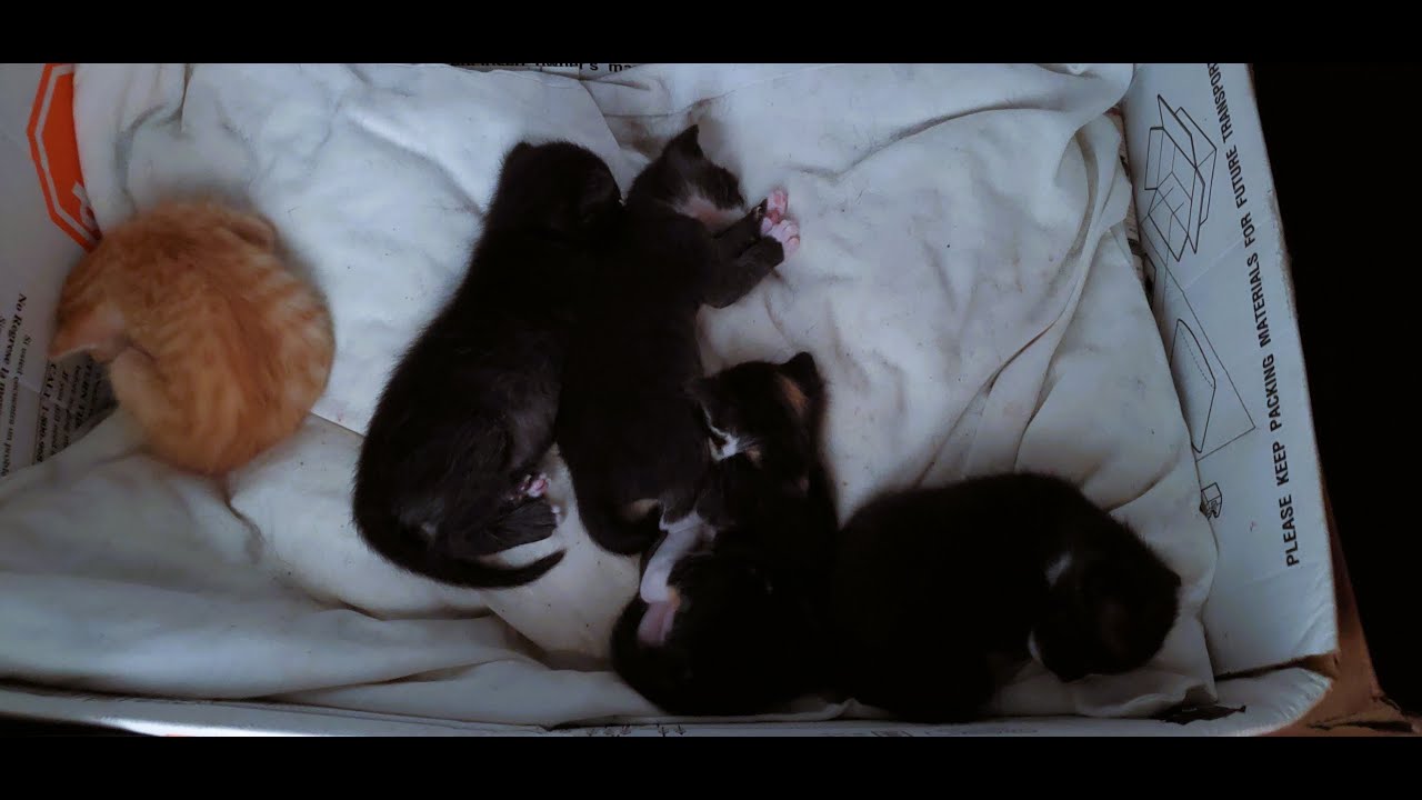 A Box of 3 Week Old Kittens - YouTube