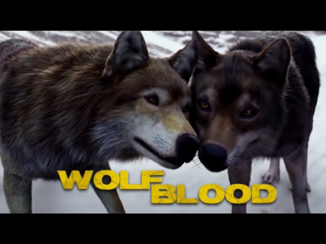 Wolfblood Maddy And Rhydian In Wolf Form