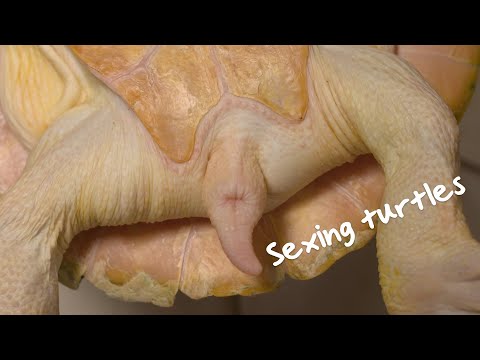 How to tell the sex of a turtle?