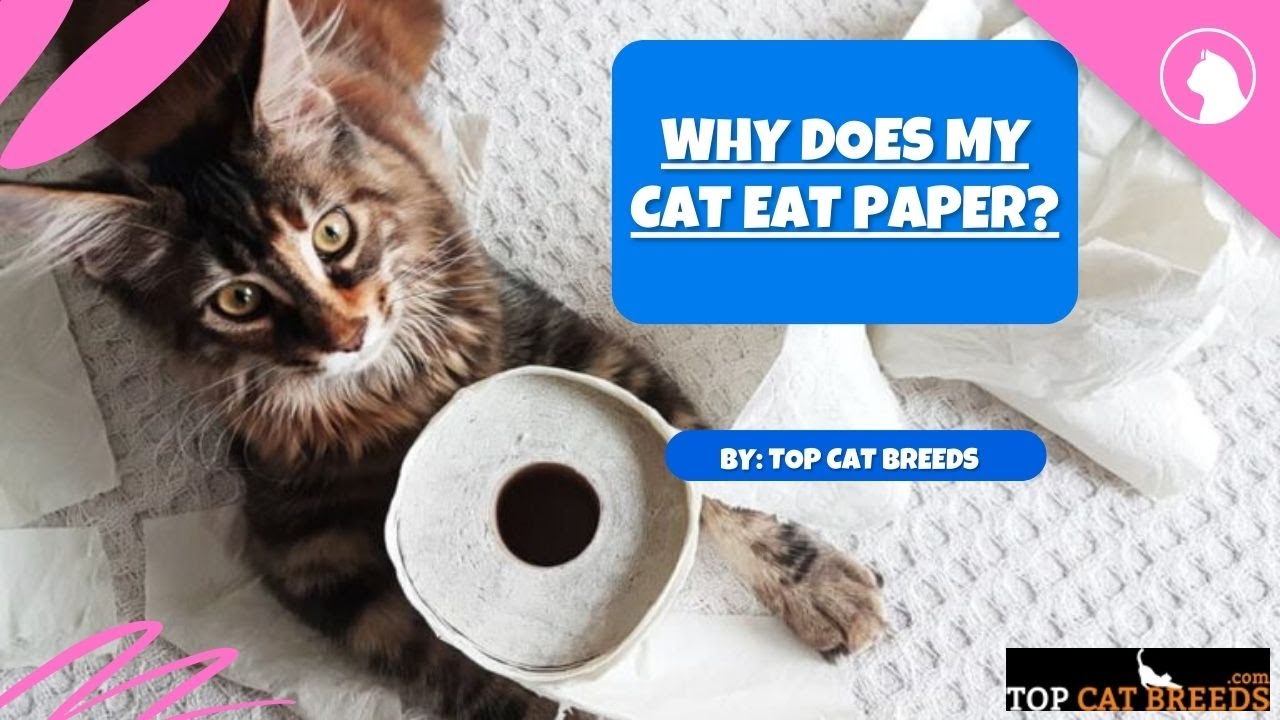 Why Does My Cat Eat Paper | Top Cat Breeds - YouTube