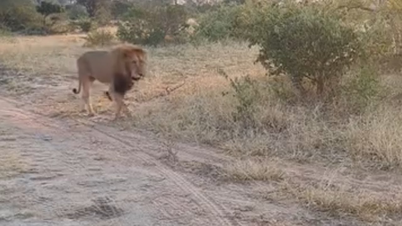 Mapoza Male Lion & Monwana Pride | 6 March 2024 - YouTube