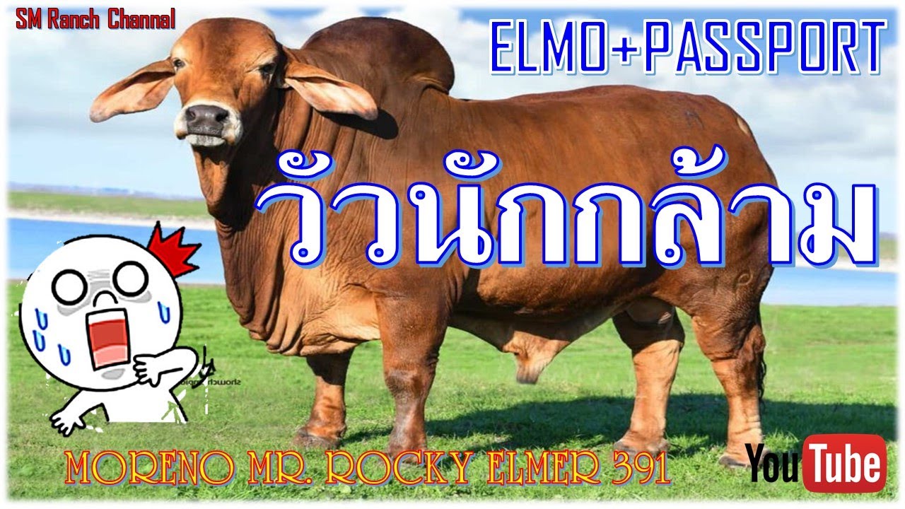 วัวนักกล้าม Moreno Mr. Rocky Elmer 391 (Elmo+Passport) - YouTube