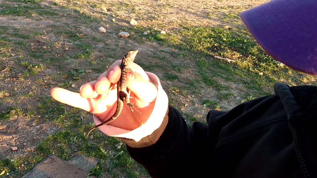 lots and lots of Lizard's - YouTube