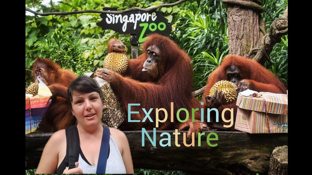 Singapore Zoo - A Walking discovery of wonderful nature - YouTube