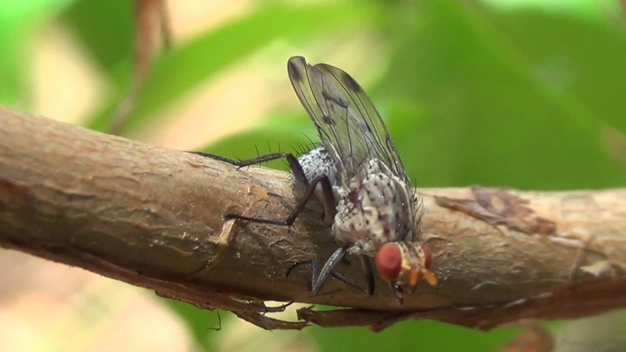 INSETO : 17 - Meu jardim ! - YouTube