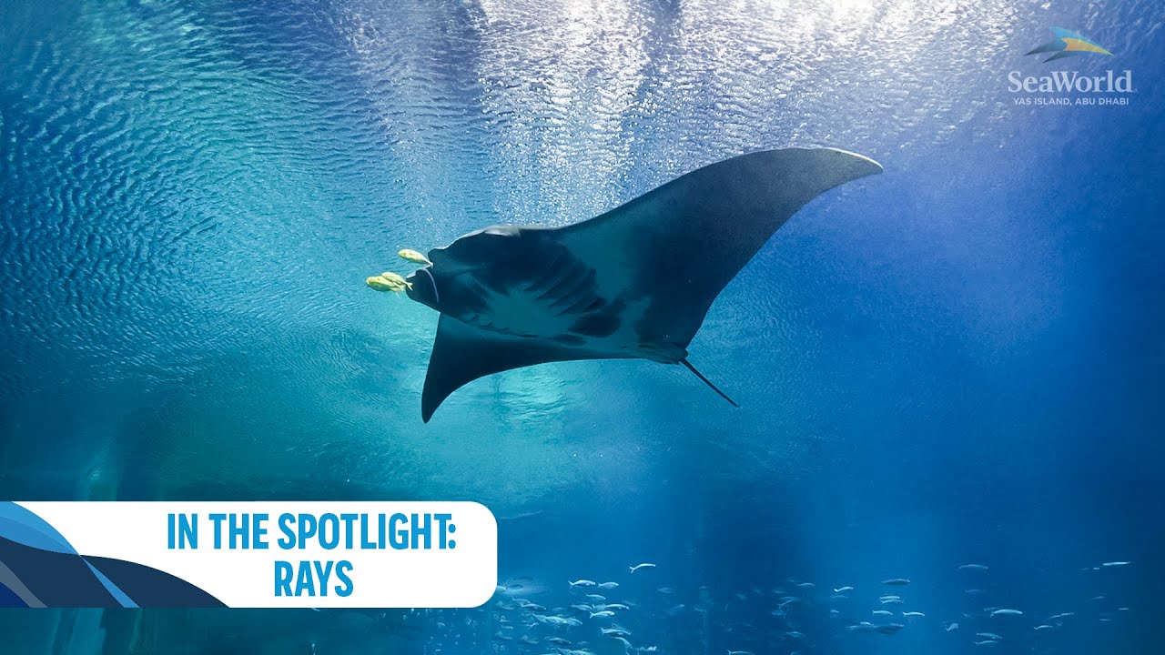 Rays: In The Spotlight | SeaWorld Yas Island, Abu Dhabi - YouTube
