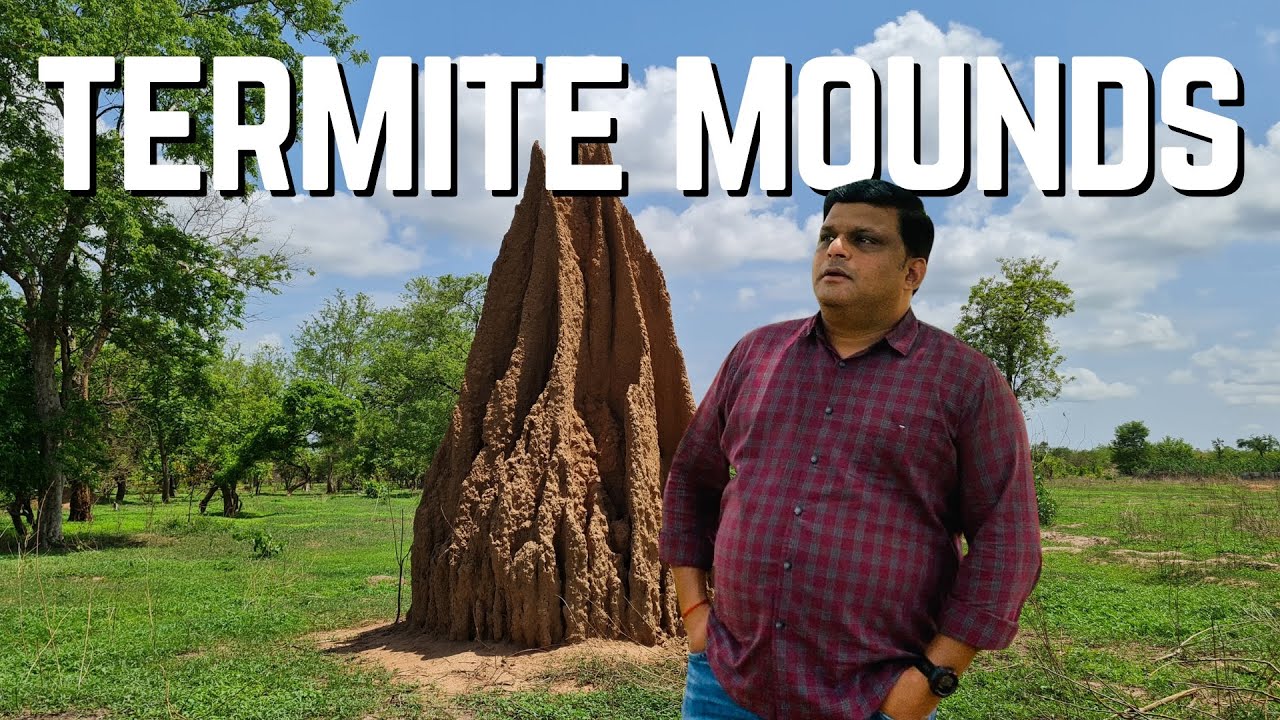 🇬🇭 🐜🐜🐜 Incredible Termite Mounds in Ghana | Giant Anthills of Sub ...