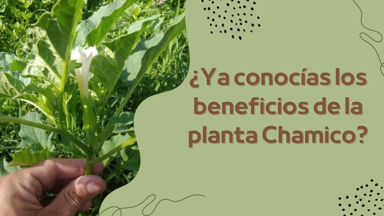 Explora los Secretos del Chamico: ¡Una Planta Medicinal Poderosa! - YouTube