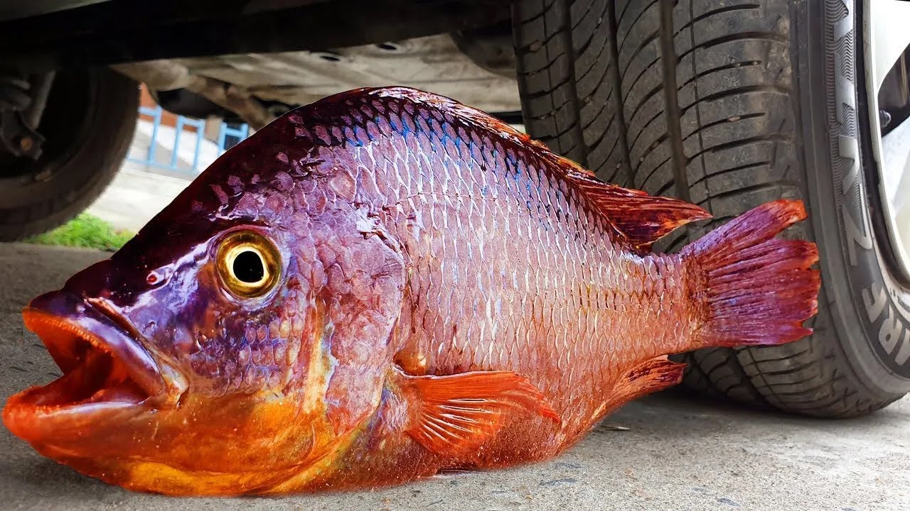 Experiment Car vs Fish Tilapia - Crushing Crunchy & Soft Things by Car ...