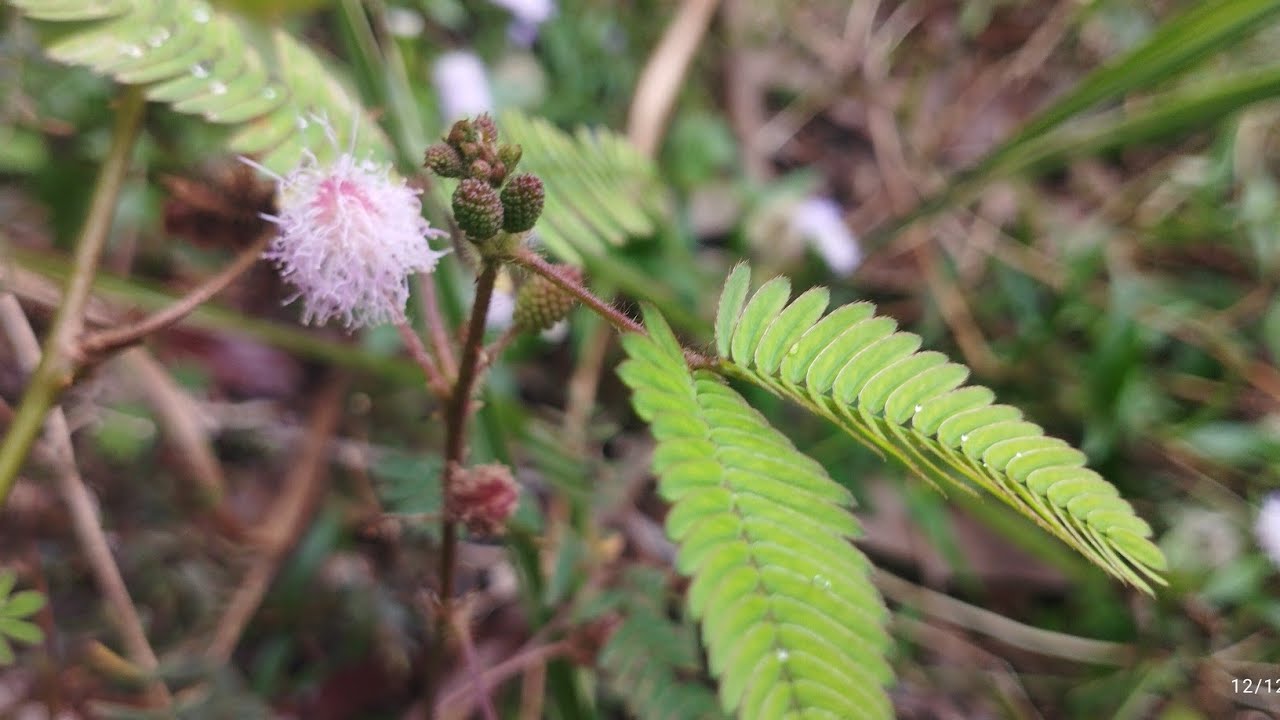 Fakta Unik Bunga Putri Malu Yang Harus Kamu Ketahui - YouTube