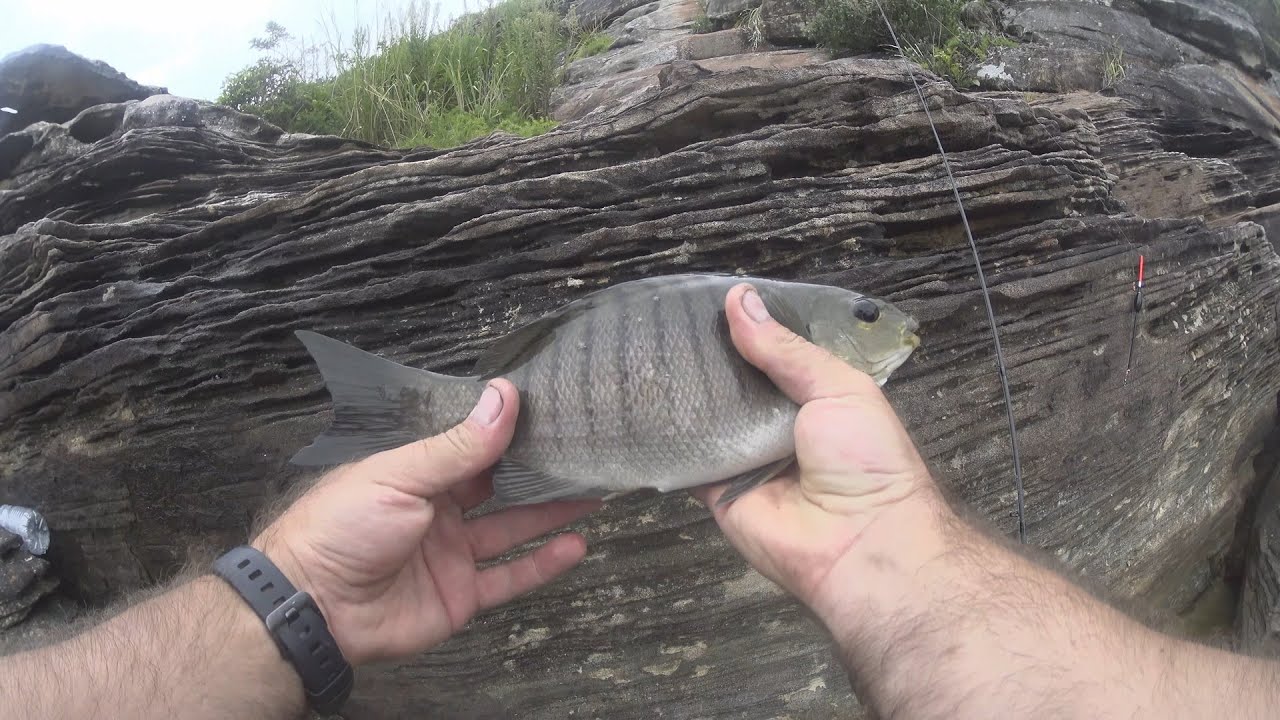Catching Luderick (Blackfish) Using Ultra Light Gear | Fishing Sydney ...