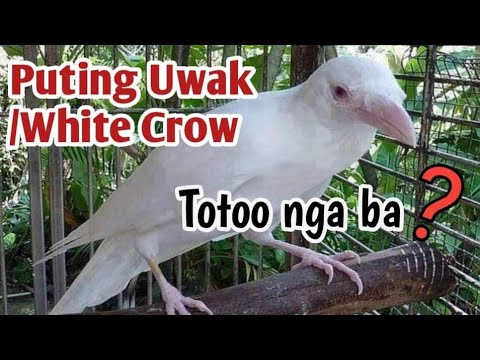 #WhiteCrow #PutingUwak Puting Uwak/White Crow Alaga ng isang Residente ...