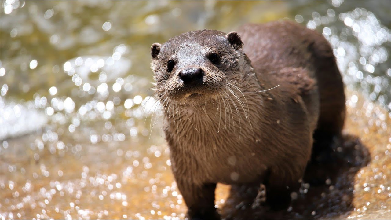The Exuberant Spirits of Wonder and Water Otters: Wanderwildlife - YouTube