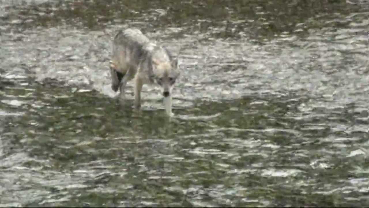 Wolf catching salmon - YouTube