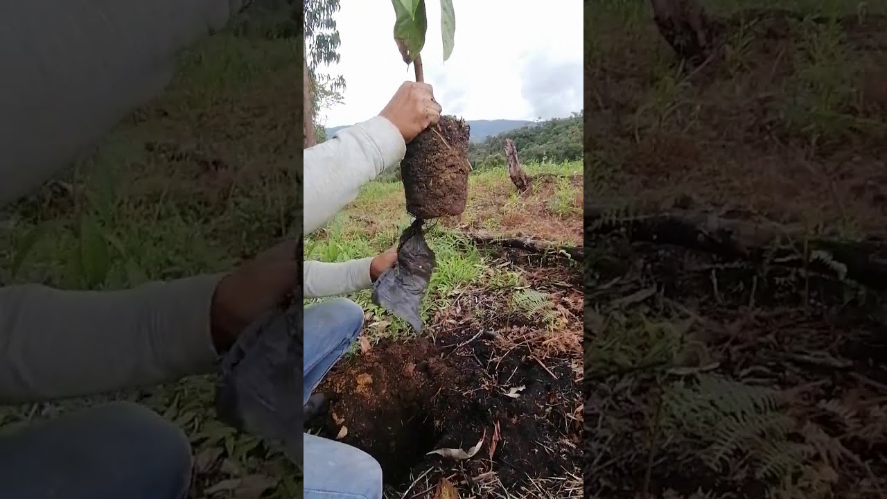Comino crespo (aniba perutilis) árbol de comino - YouTube
