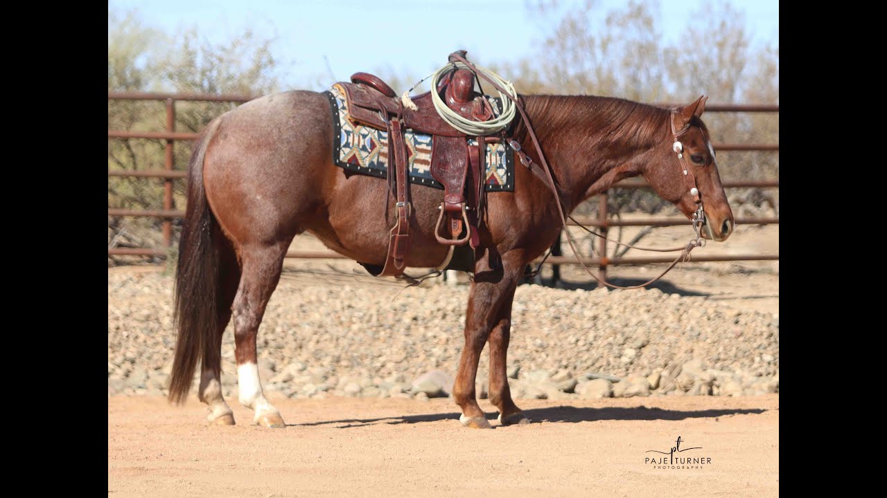 "Reddy" of Turner Performance Horses. GENTLE, COW HORSE, ROPING ...