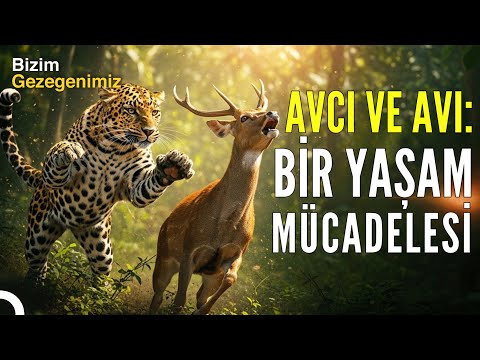 Leopar ve Avı: Hayatta Kalma Savaşları! | Türkçe Dublaj Belgesel