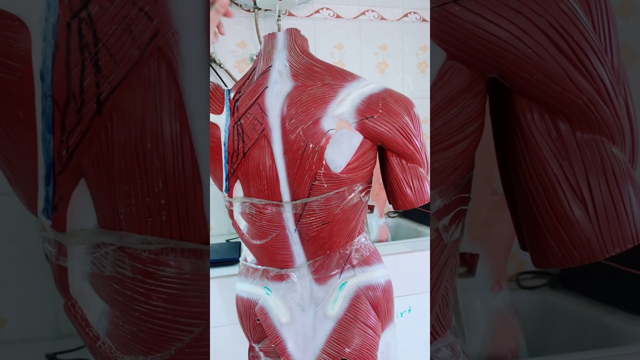 Posterior axioappendicular muscles (part1) By Dr.Kawthar Rasheed - YouTube