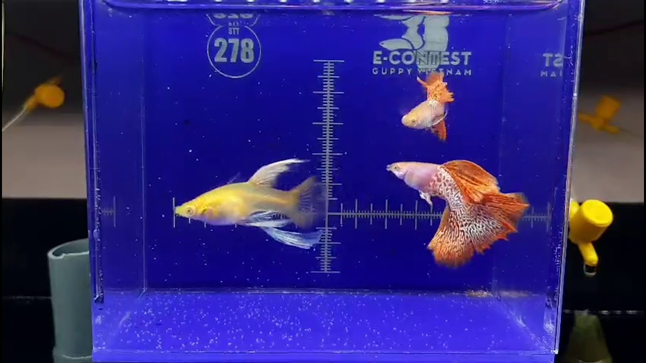 E Contest Guppy Vietnam Clip STT 278 - YouTube