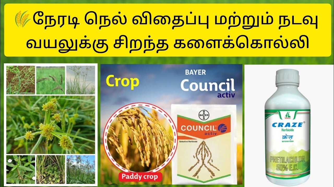 Council Active | Bayer Council Active Herbicide | Tamil | நெற்பயிருக்கு ...