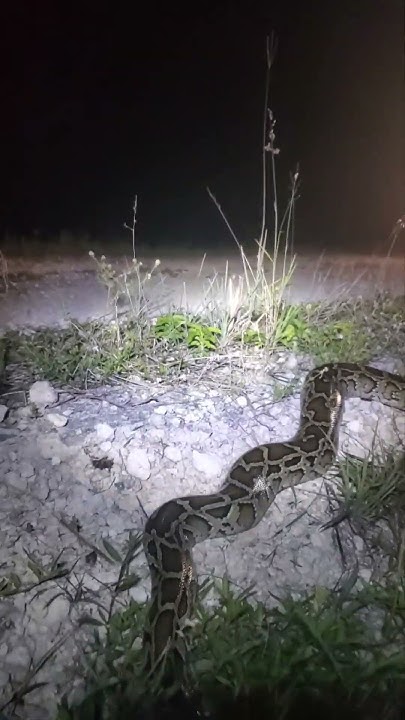 Invasive Burmese Python - Florida Everglades - YouTube