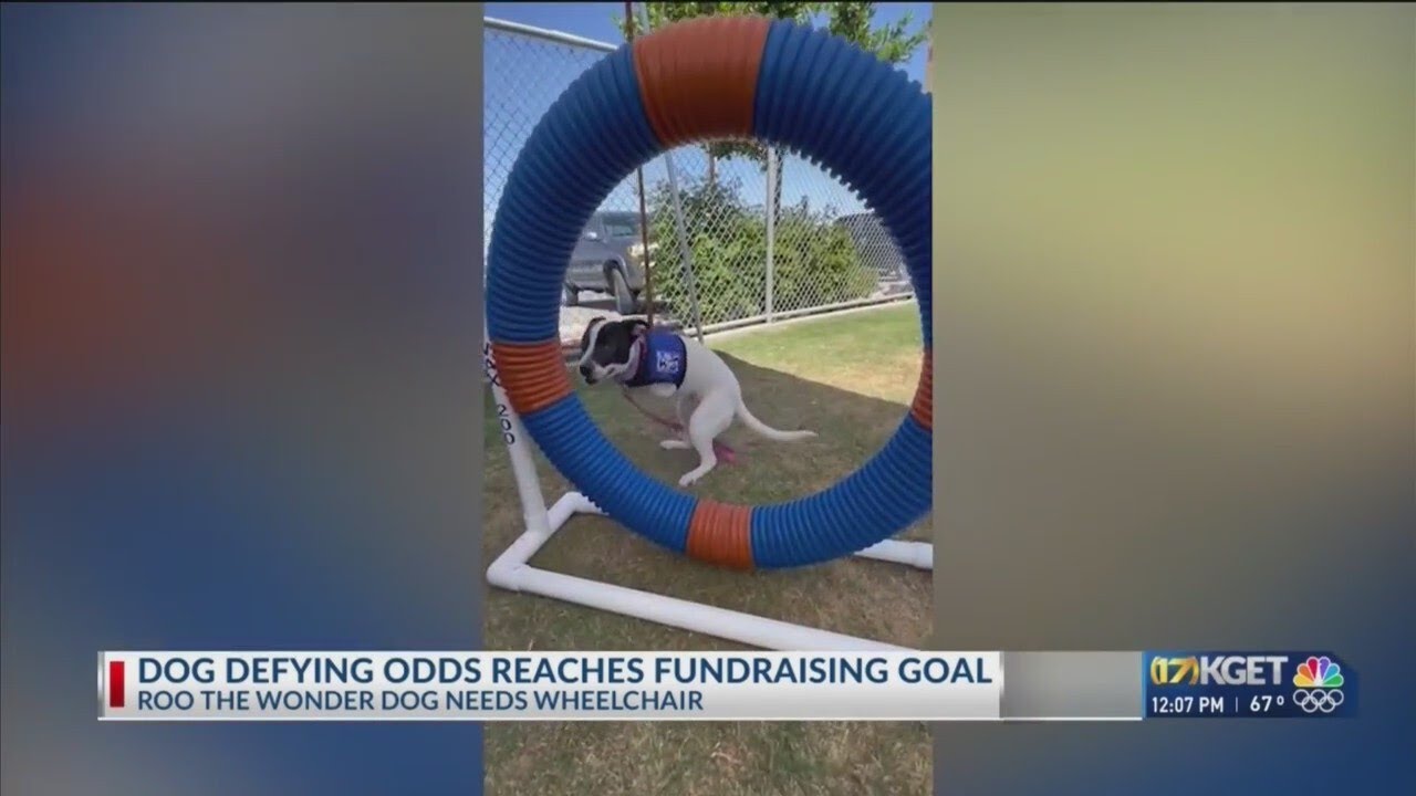 Dog defying odds reaches fundraising goal - YouTube