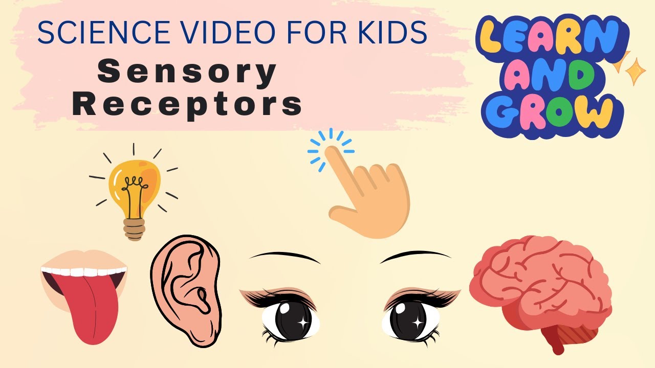 Sensory Receptors and their working - Science videos for kids - Science ...