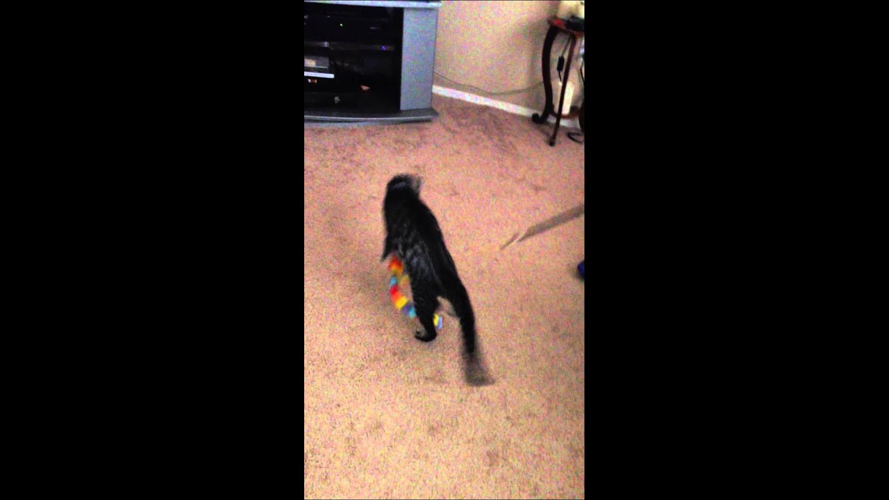 My cat doing a front flip - YouTube