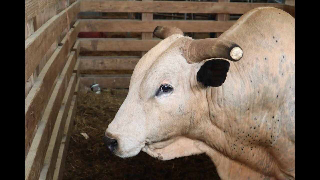 Our First Rodeo - YouTube