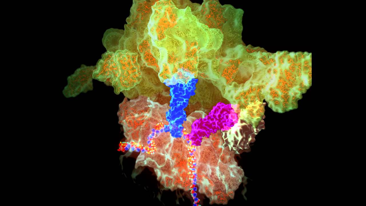 The Ribosome in Protein Synthesis: initiation and elongation - YouTube