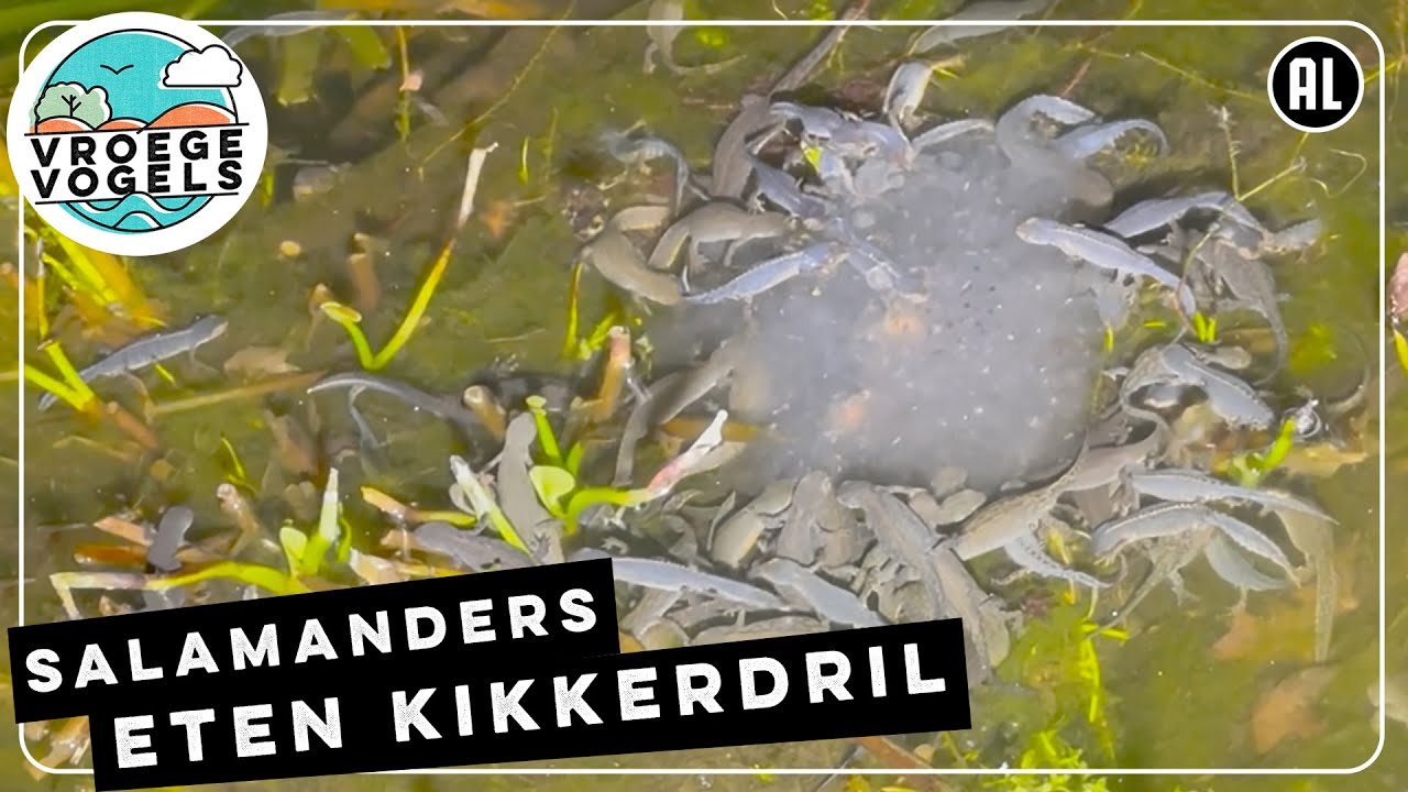 Salamanders eten kikkerdril | Zelf Geschoten | Vroege Vogels - YouTube