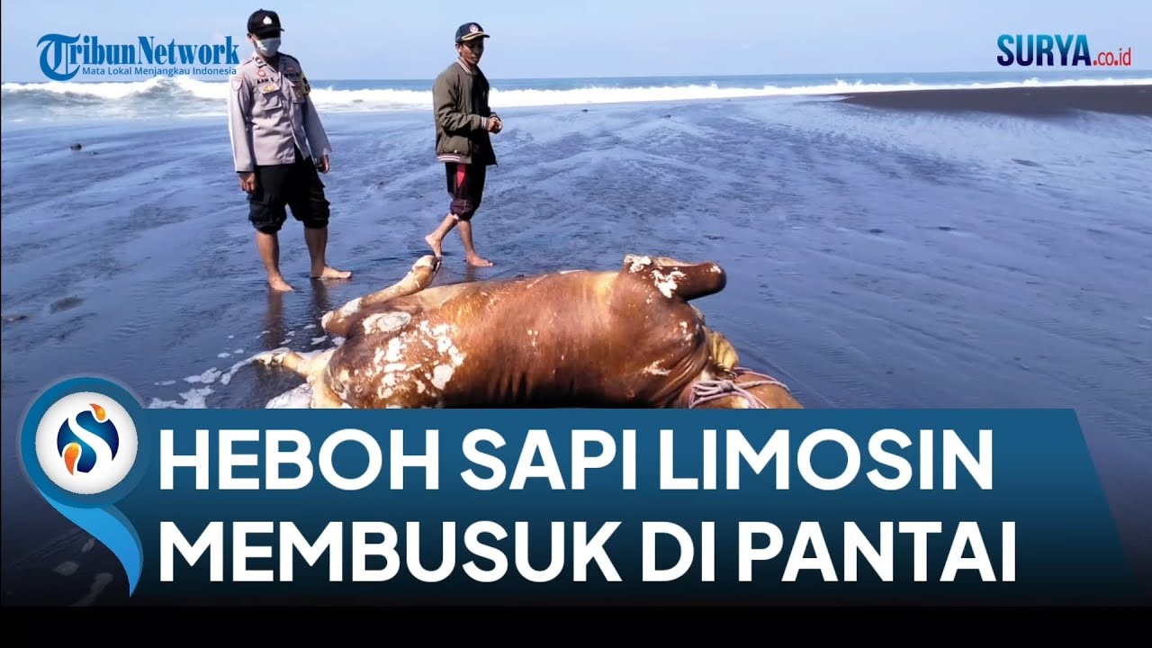 Heboh Temuan Bangkai Sapi Limosin Misterius di Pantai Bambang Lumajang ...