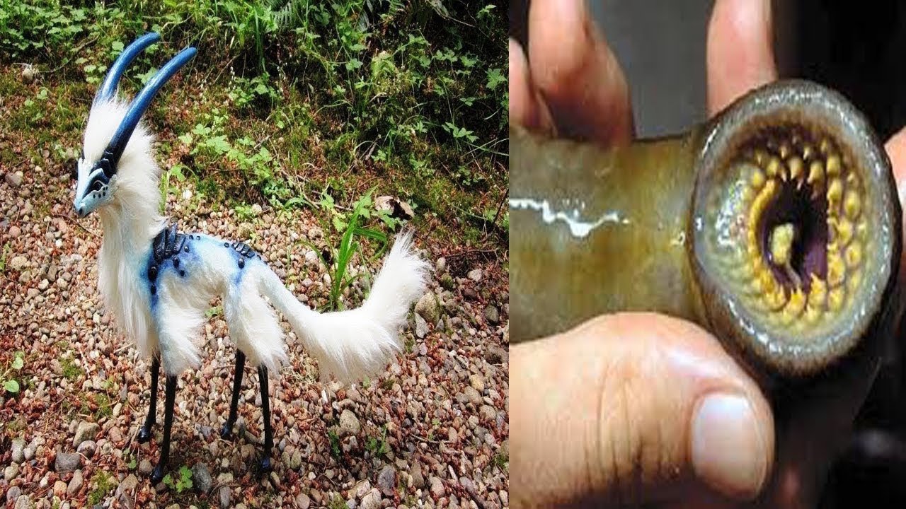 18 ऐसे जानवर जिन्हें देखने के लिए नसीब लगता है , आप भी जरुर देखलो ...