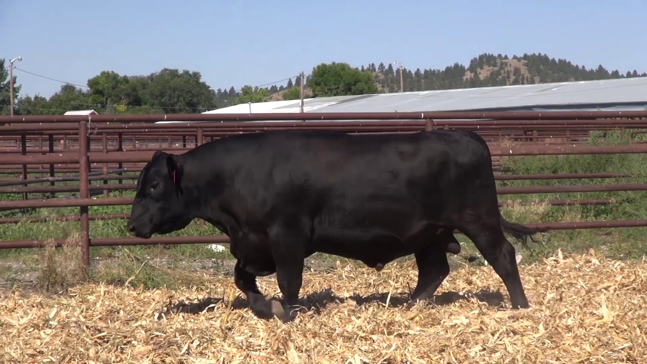 Lot 54 - Basin Payweight 7157 - YouTube