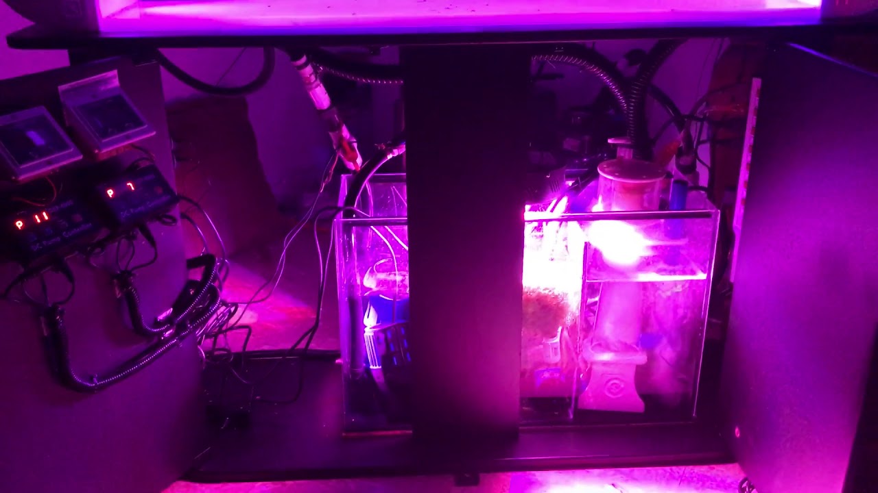 Final set up video of pulse 160 jellyfish tank. - YouTube