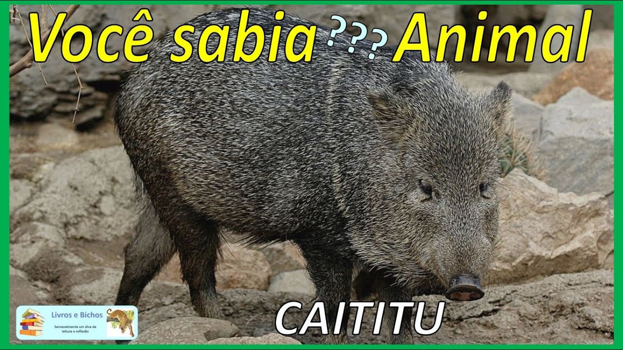 Você sabia? Caititu #cateto #caititu #pecari #mamíferos #animais # ...